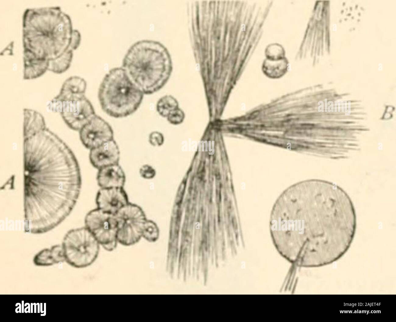Manual of pathology : including bacteriology, the technic of ...