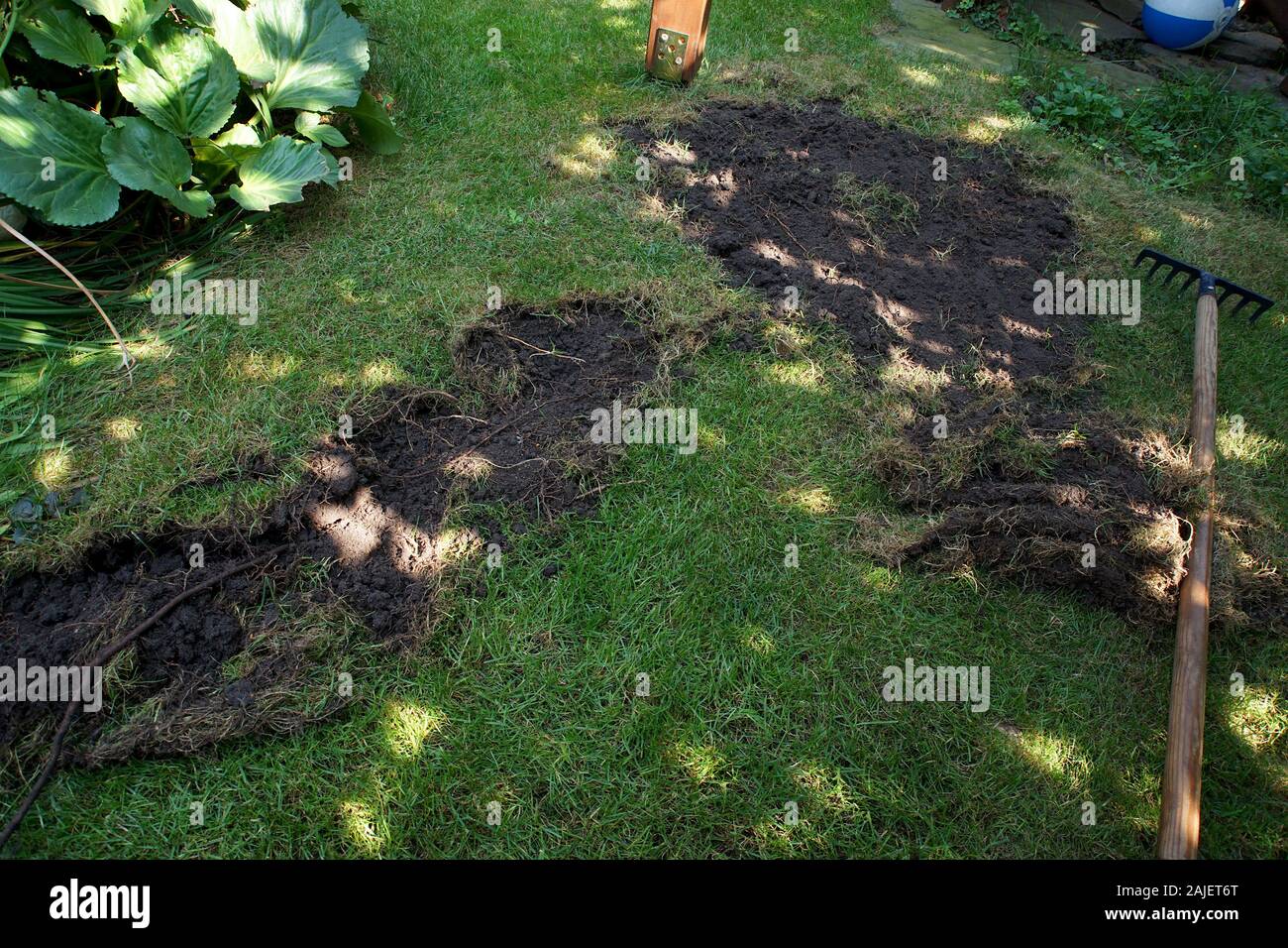 plucking the roots from the lawn Stock Photo - Alamy