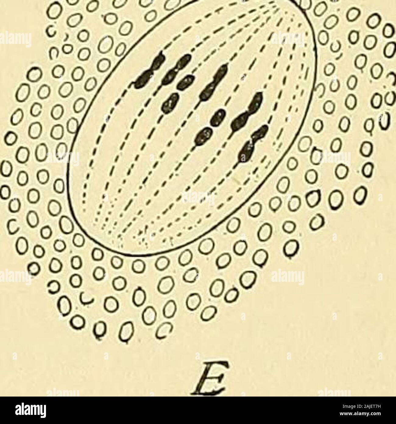 The cell in development and inheritance . CtoOp poo, of oto ^°o°0o ...