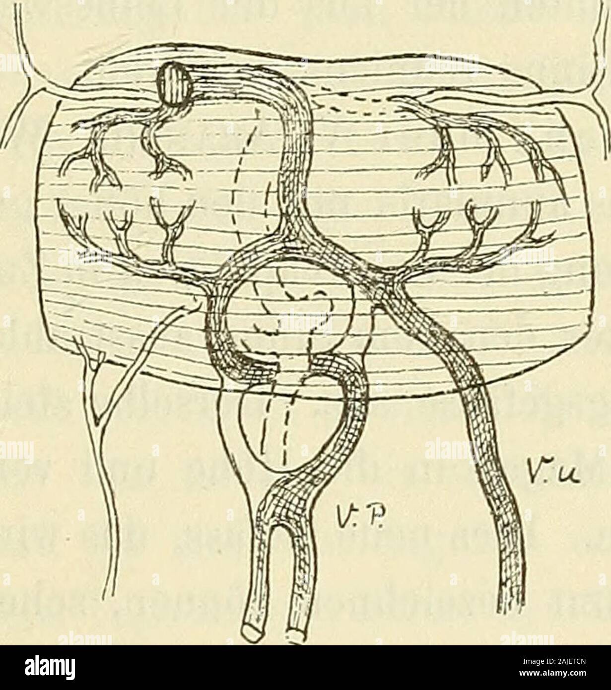Menschlicher nabel hi-res stock photography and images - Alamy