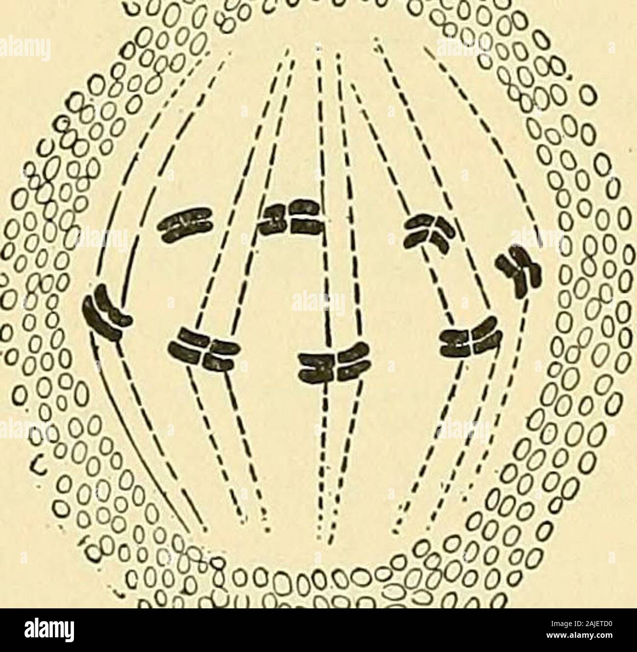 The cell in development and inheritance . 9fi°o. CtoOp poo, of oto ^°o ...