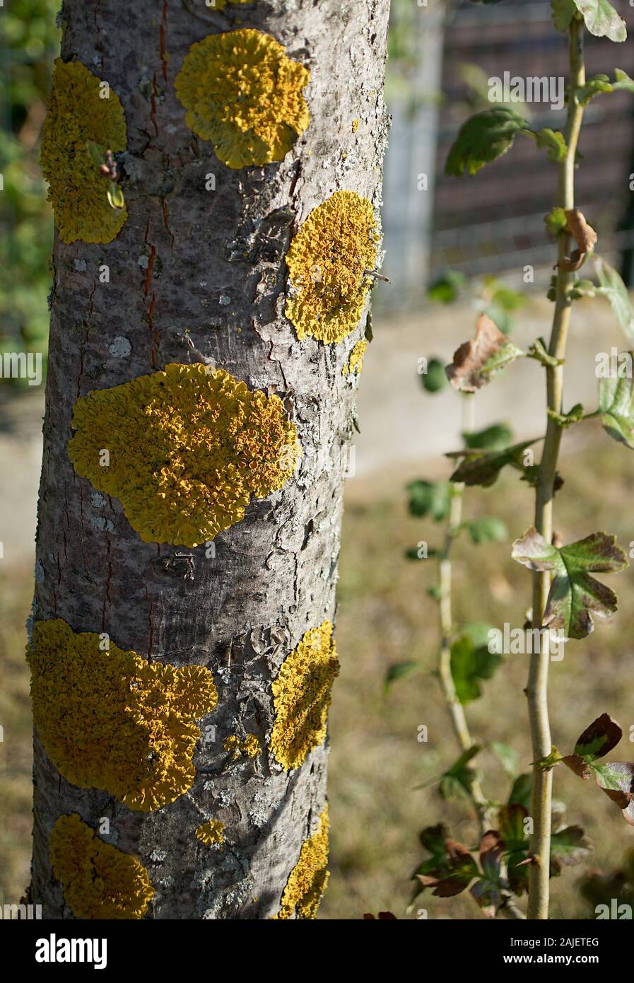 common orange lichen on tree in Europe Stock Photo - Alamy