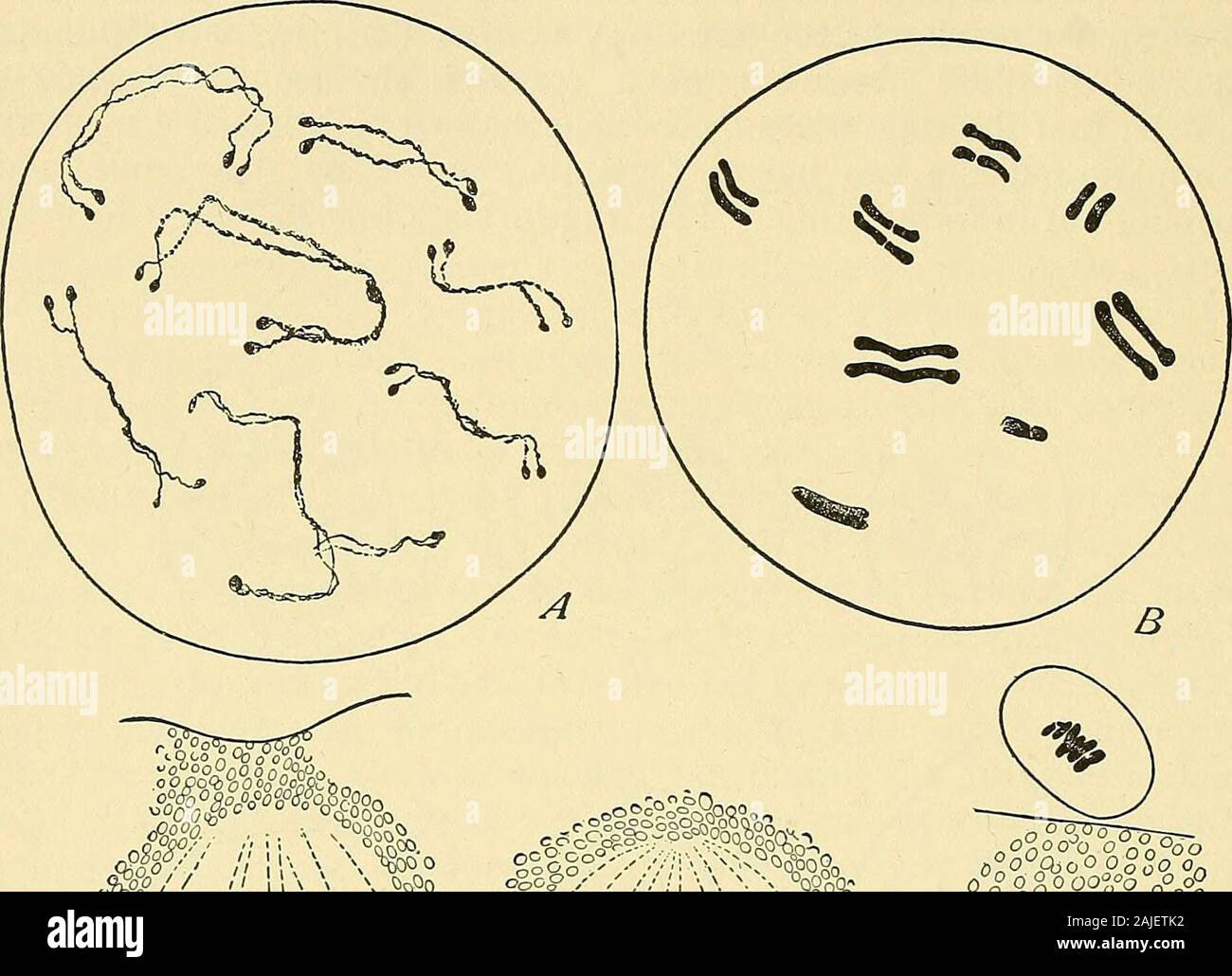 The cell in development and inheritance . tration of the rings. E. The ...