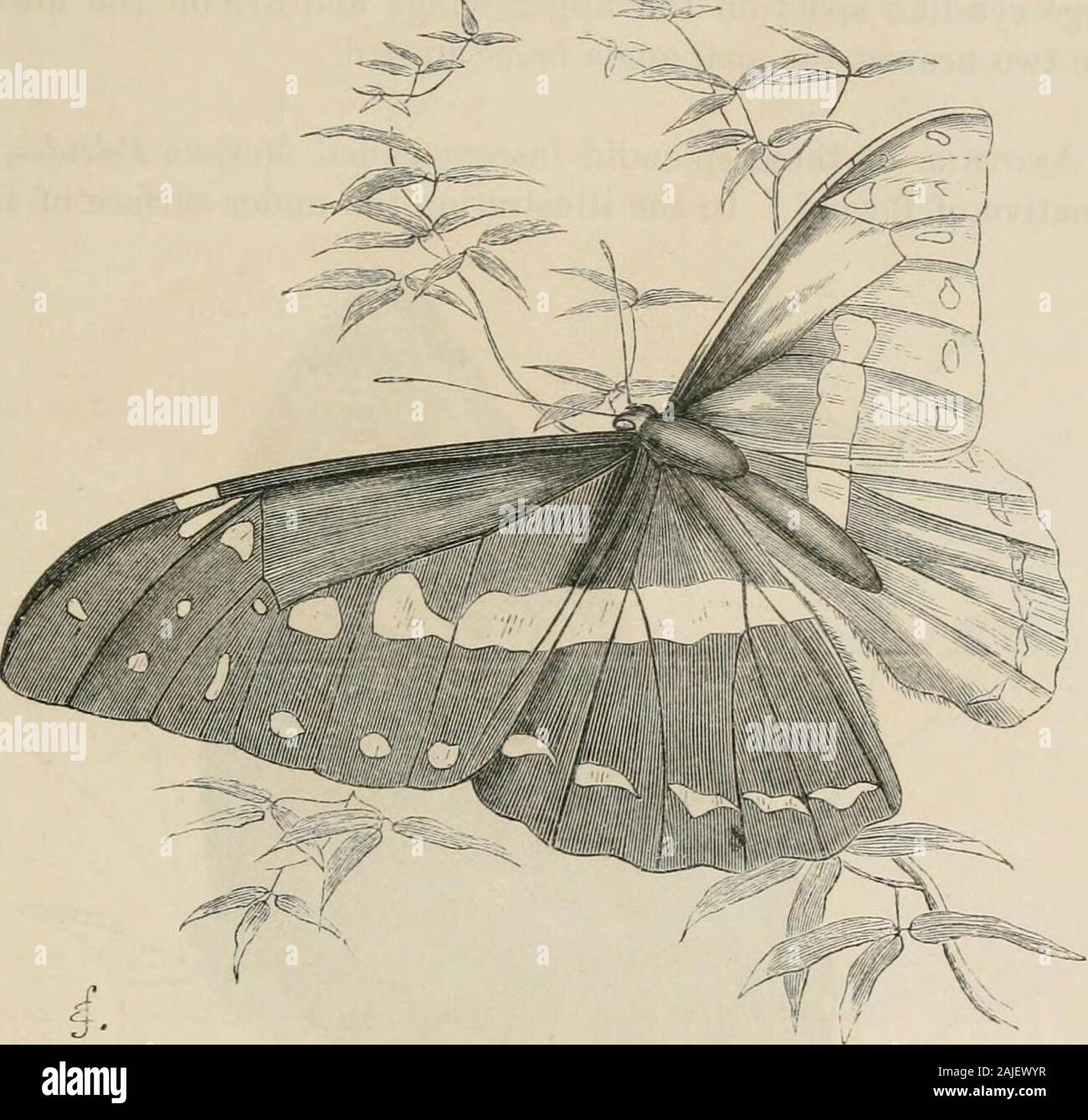 Morpho cypris hi-res stock photography and images - Alamy
