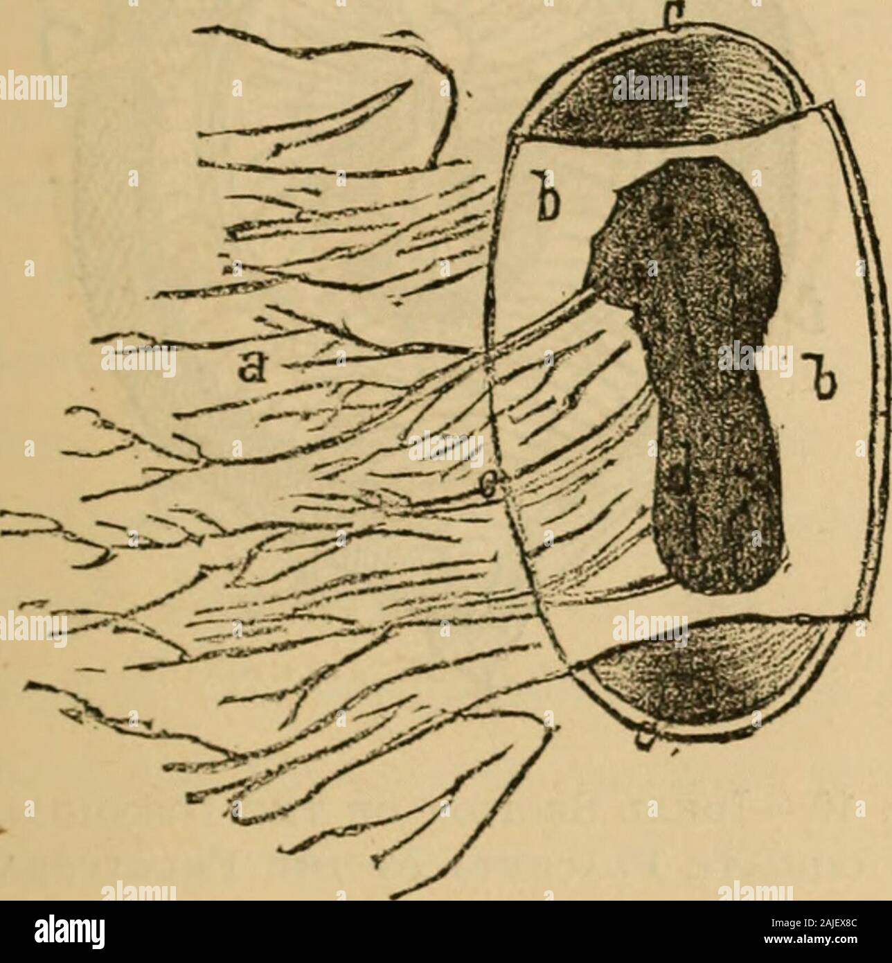 Fruit and bread, a scientific diet . Fig. 17.—Ideal Section op the Non ...