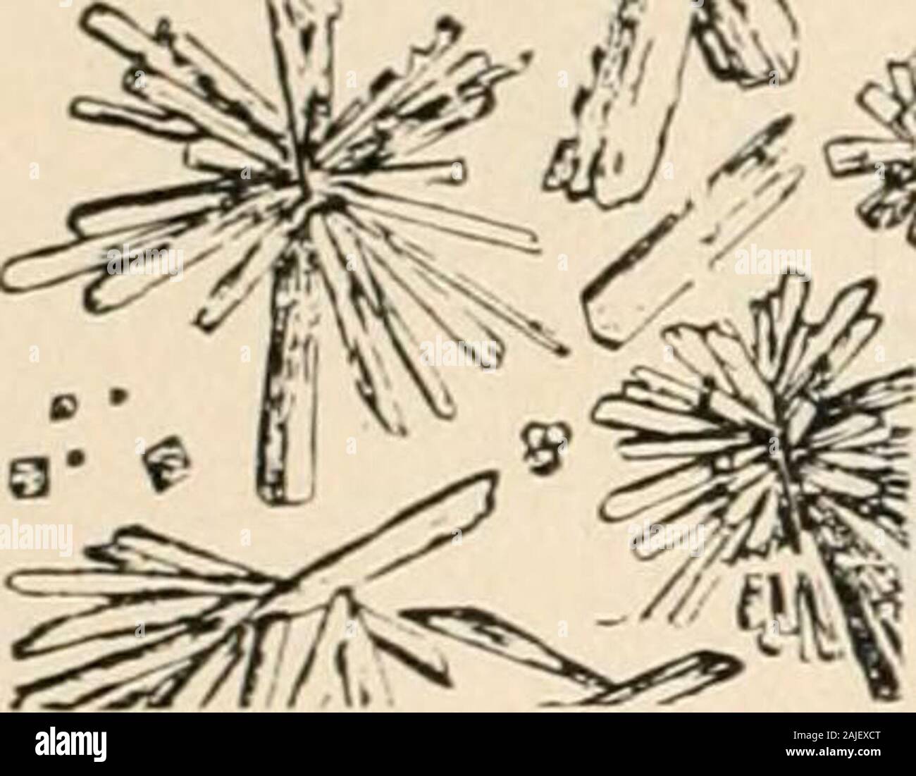 Calcium Oxalate Crystals High Resolution Stock Photography and Images ...