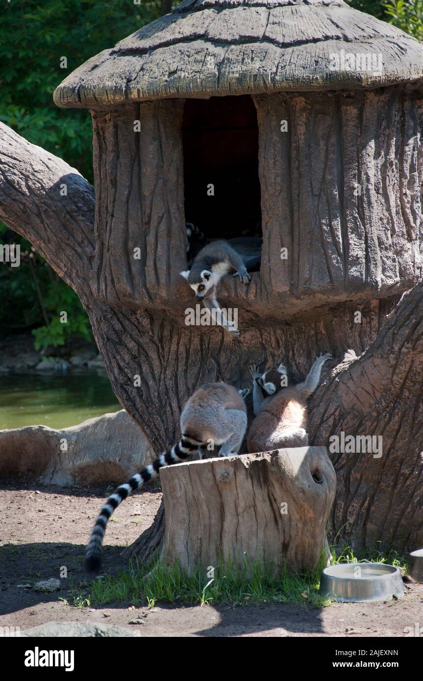 Monkey house zoo hi-res stock photography and images - Alamy