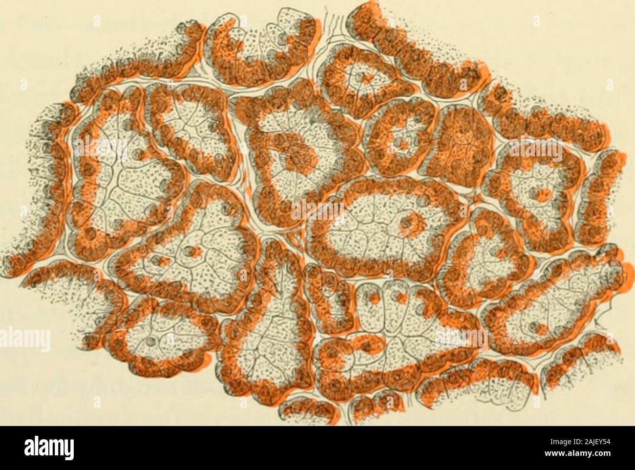 An American text-book of physiology . at it may be due to the presence ...