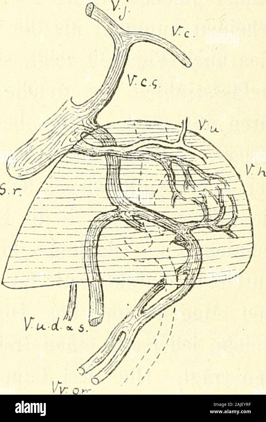Lebergewebe hi-res stock photography and images - Alamy