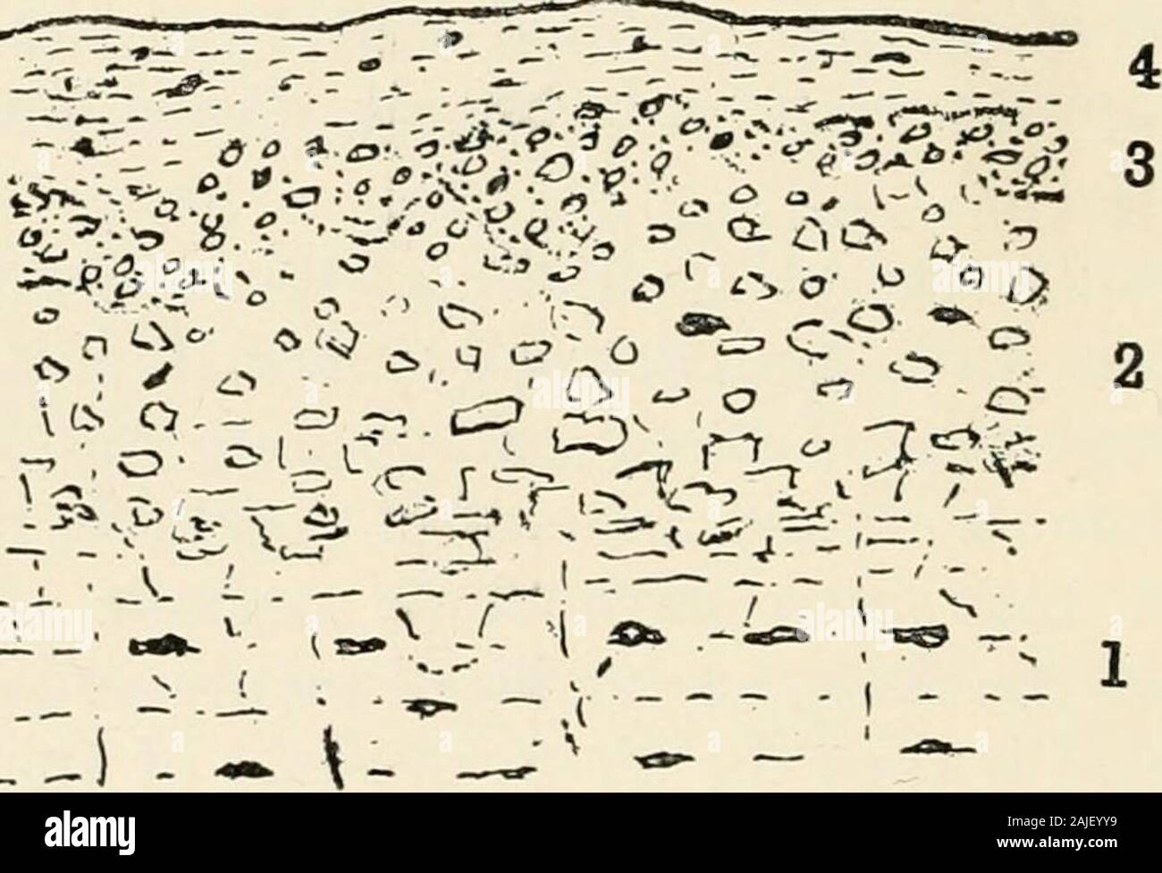 Ferruginous soil hi-res stock photography and images - Alamy