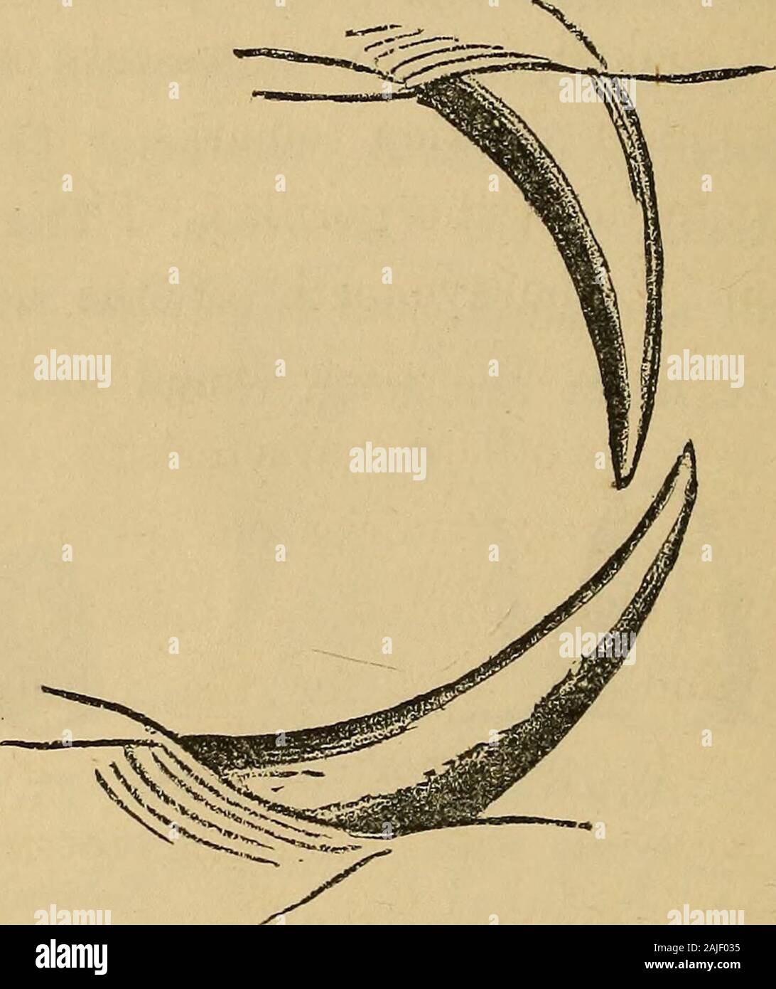 Fruit and bread, a scientific diet . Fig . 11. — Eye-tooth of Man ...