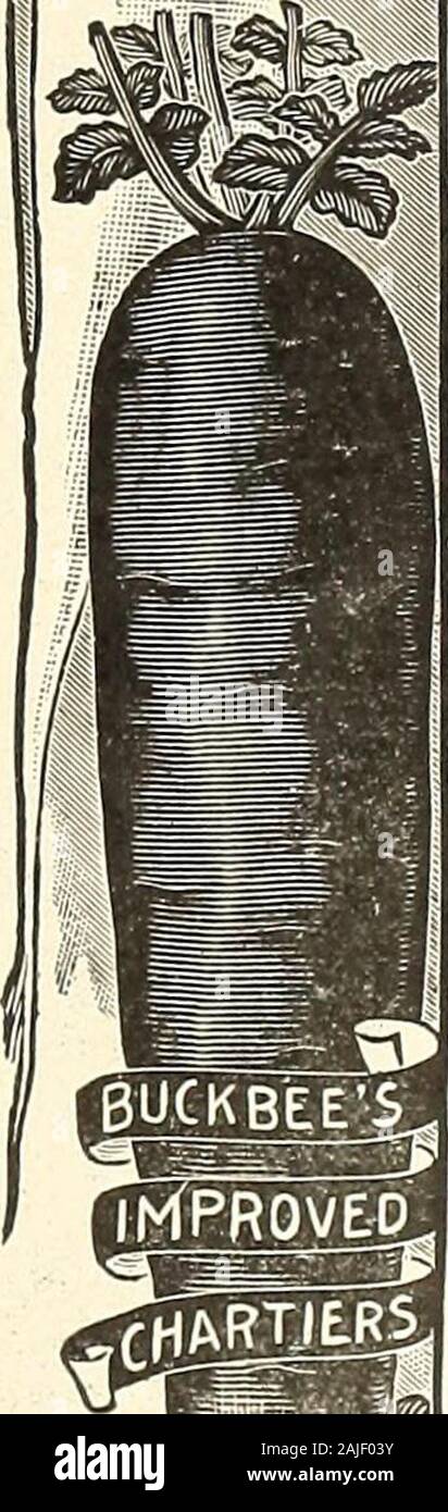 H.W Buckbee seed and plant guide : 1905 . NE.W Mr Stock Photo - Alamy