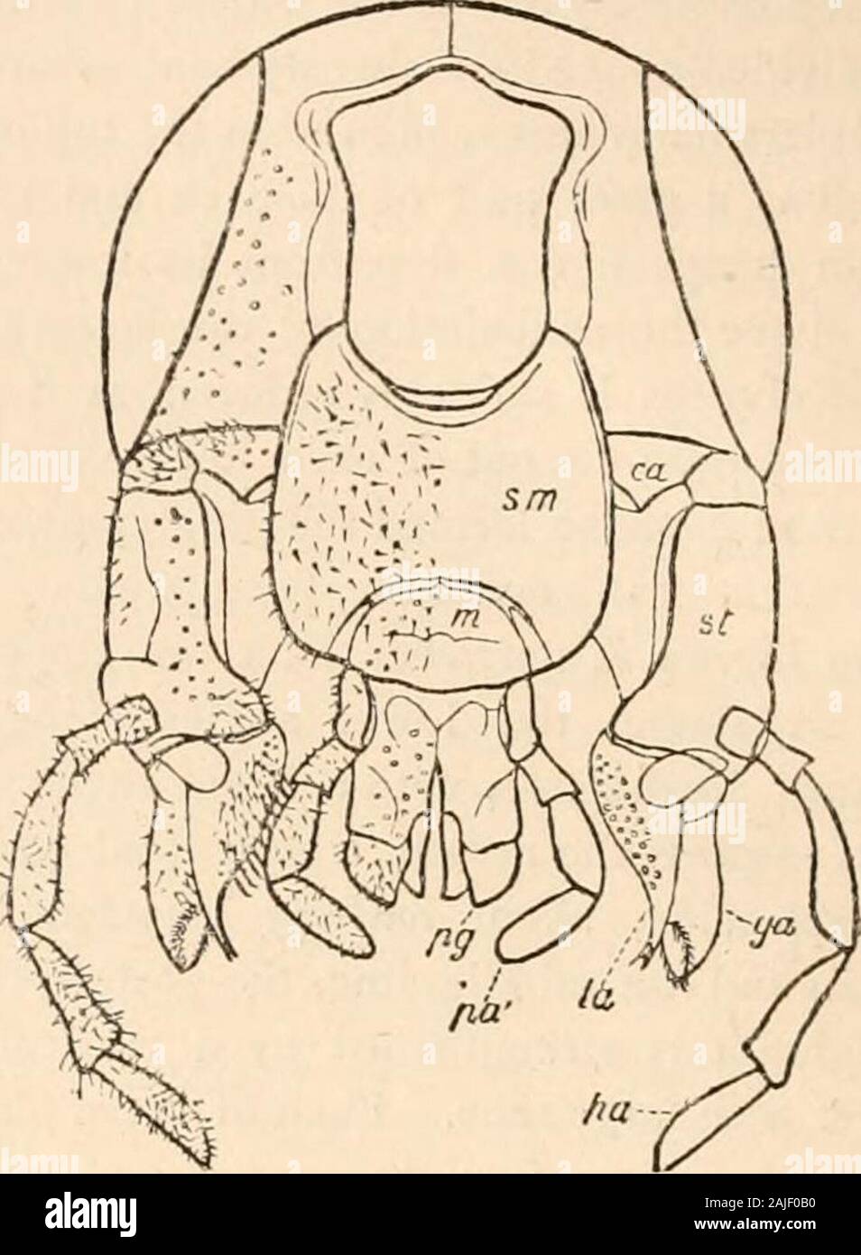 Mentum High Resolution Stock Photography and Images - Alamy