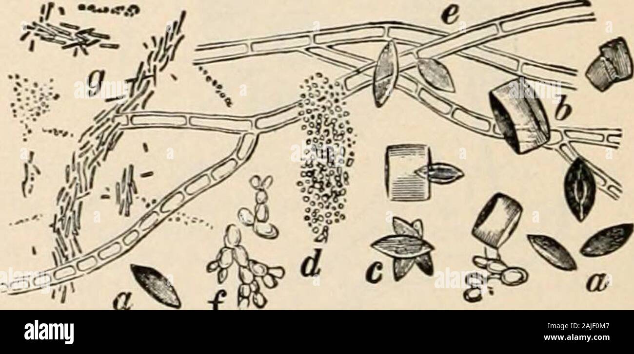 Manual of pathology : including bacteriology, the technic of ...