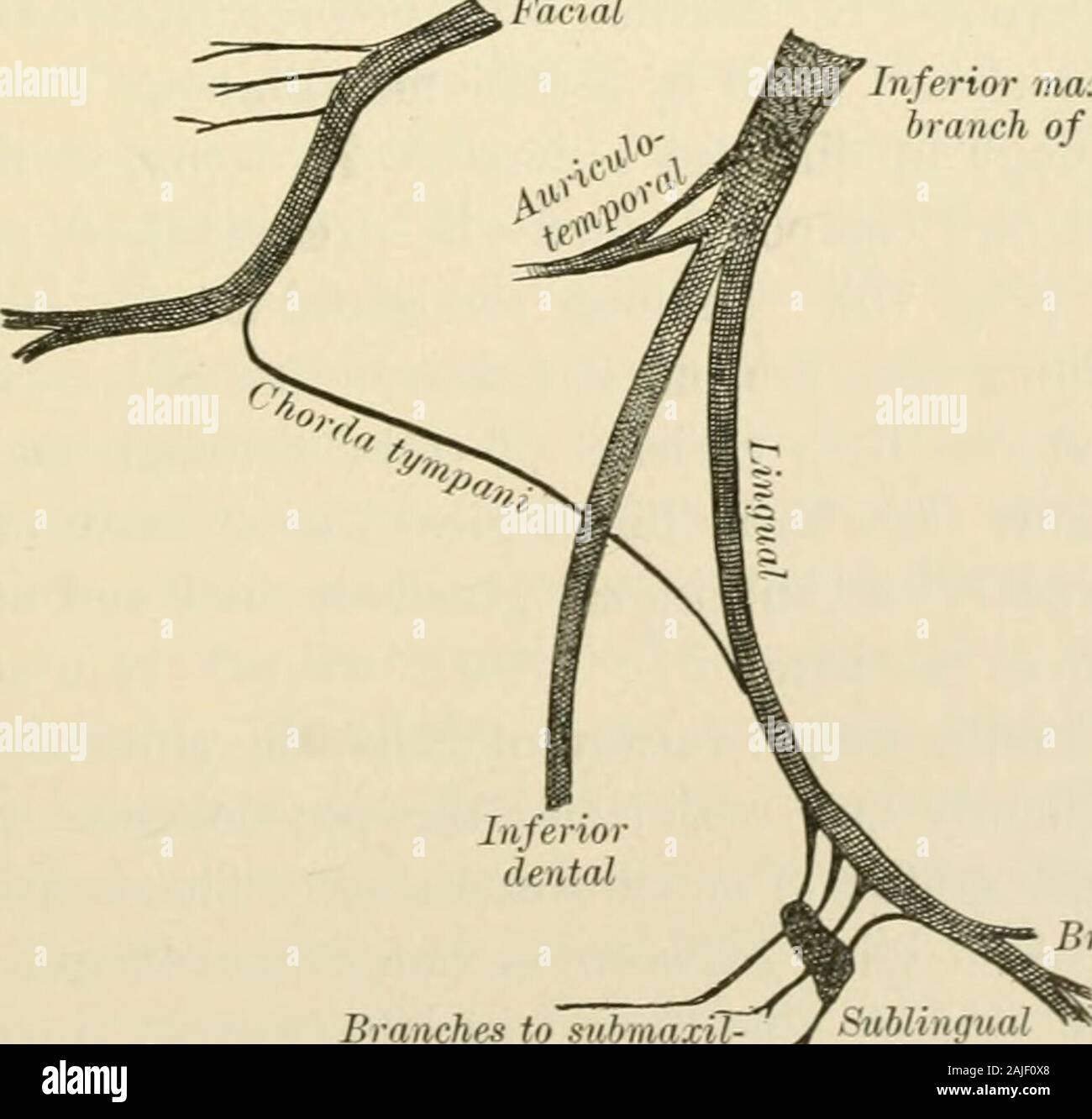 Submaxillary gland hi-res stock photography and images - Alamy