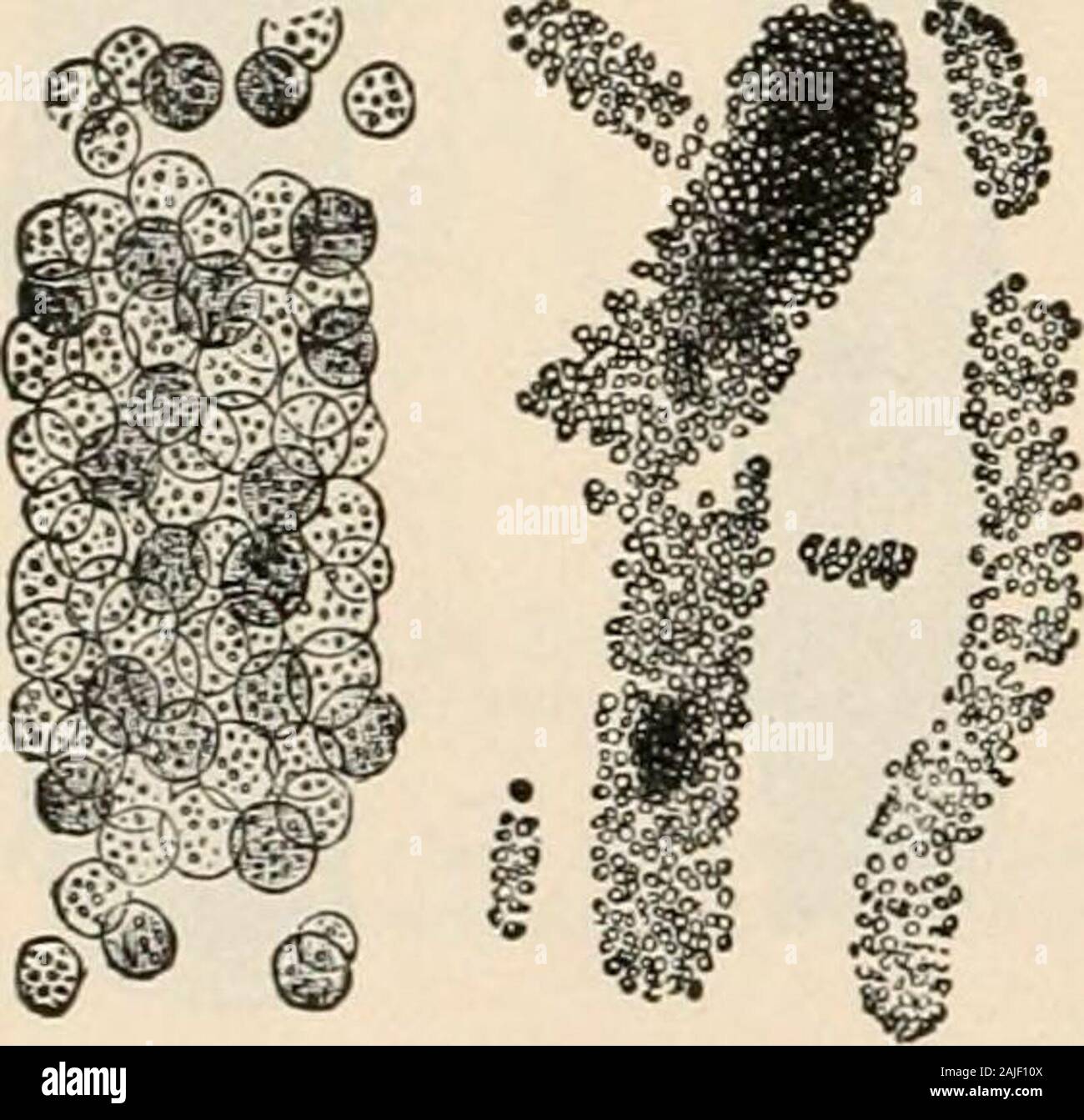 Manual of pathology : including bacteriology, the technic of ...