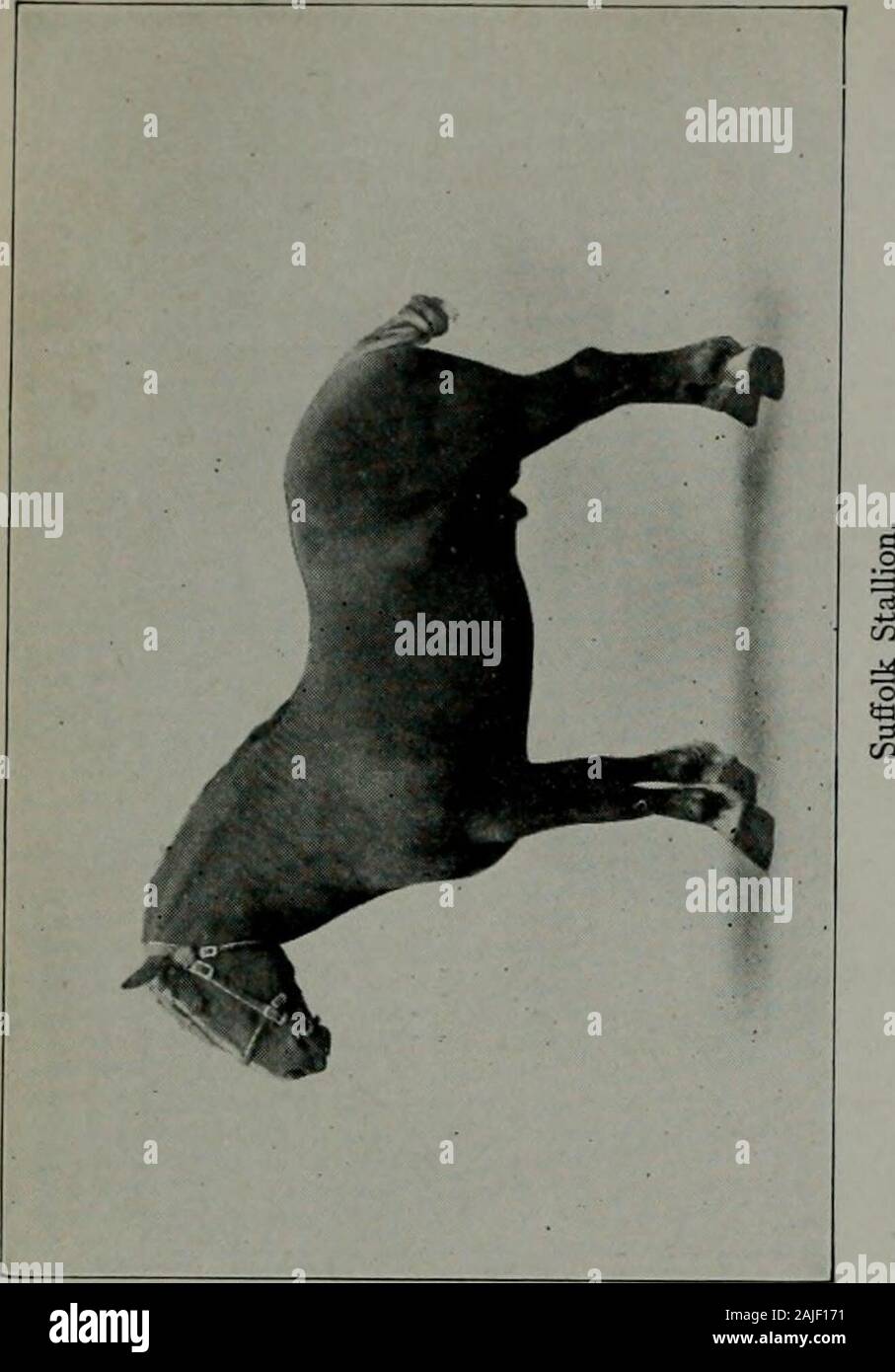 Sire economist hi-res stock photography and images - Alamy