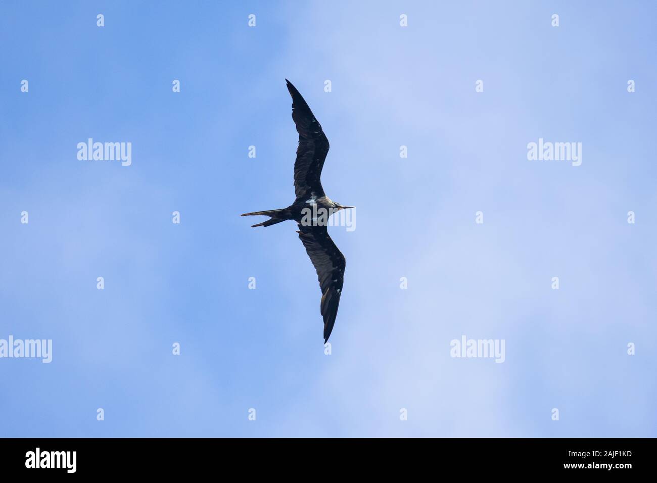 Frigate birds on pacific hi-res stock photography and images - Alamy
