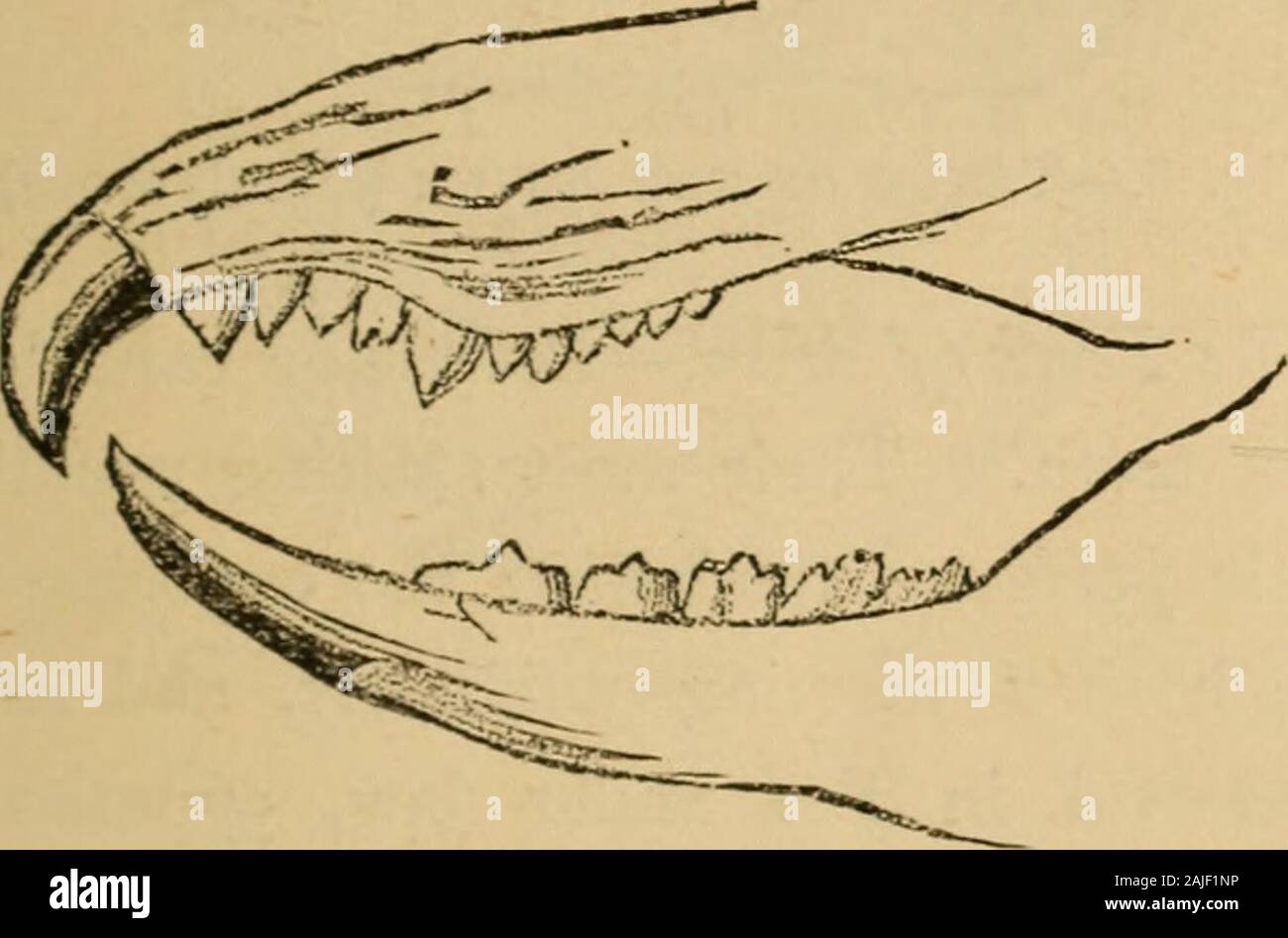 Prominent incisors hi-res stock photography and images - Alamy
