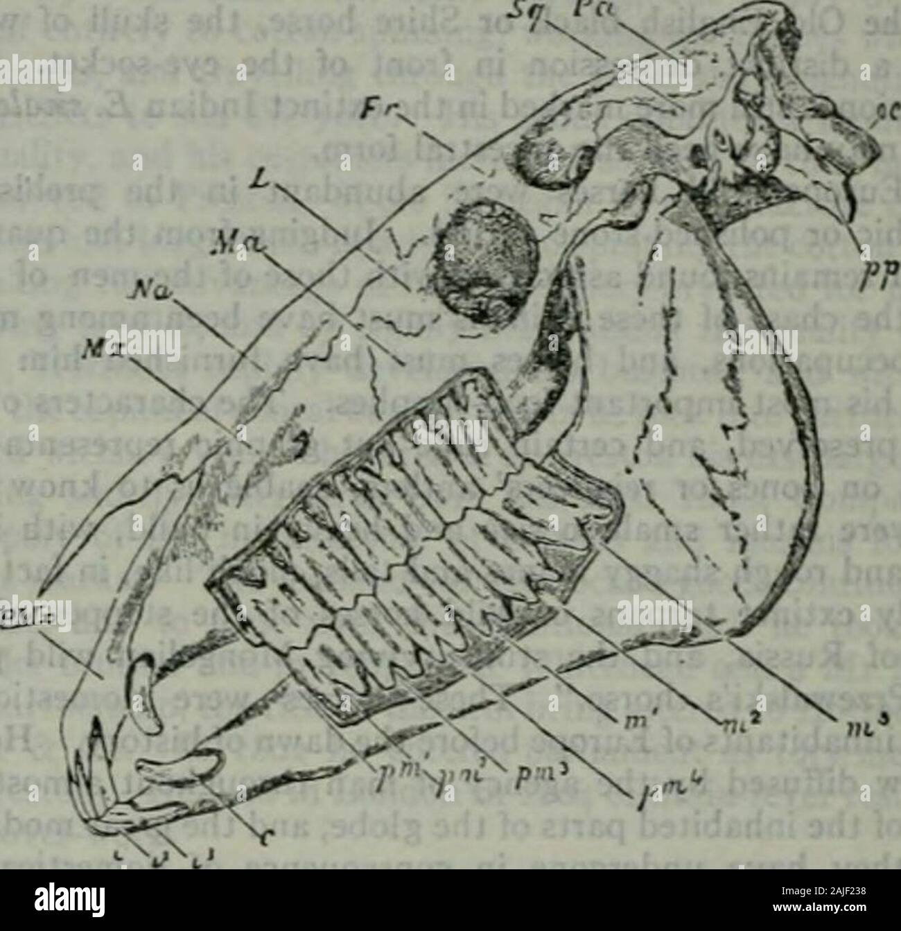 Foramen lacerum hi-res stock photography and images - Alamy