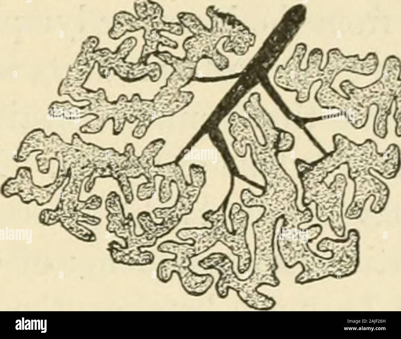 An American text-book of physiology . Fig. 65.—Simple alveolar gland of ...