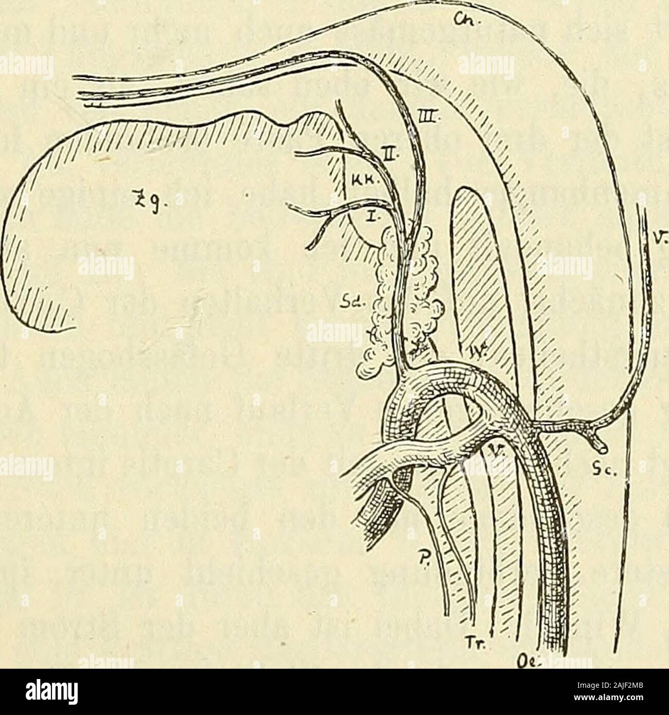 Truncus pulmonalis hi-res stock photography and images - Alamy