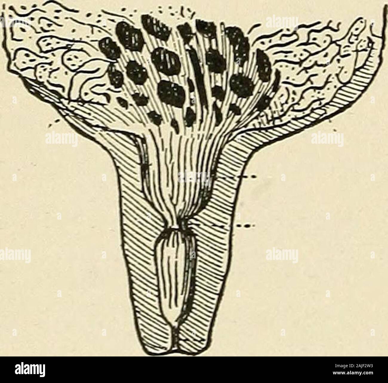 Putrefactive bacteria hi-res stock photography and images - Alamy