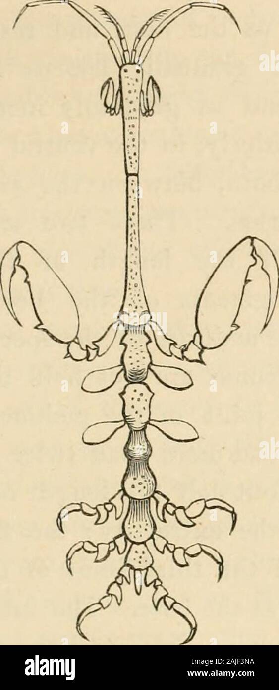 A history of the British sessile-eyed Crustacea . - be but avariety of ...