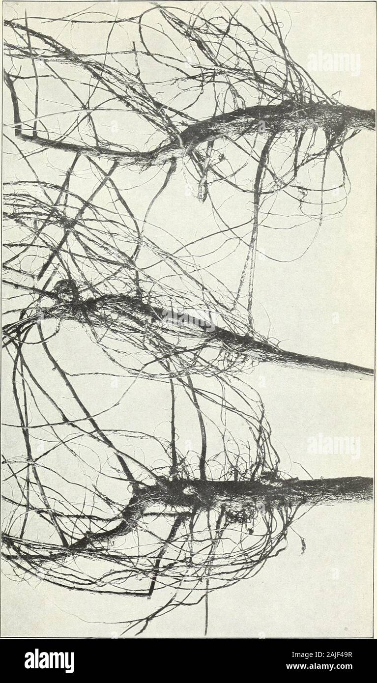 Nitrogen fixing bacteria hi-res stock photography and images - Alamy