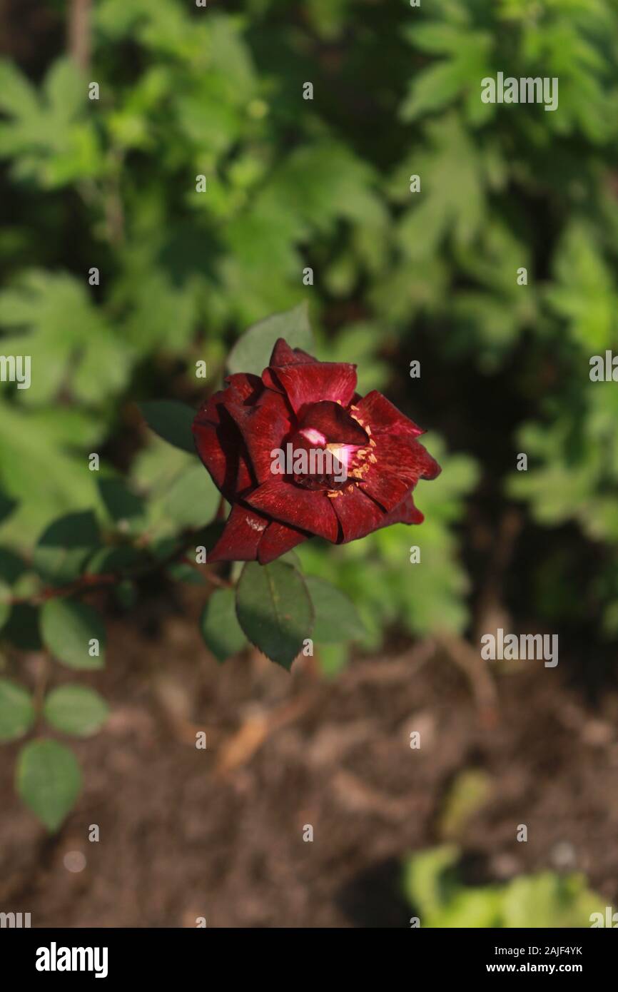 Black rose bloom in winter season in Bangladesh Stock Photo - Alamy