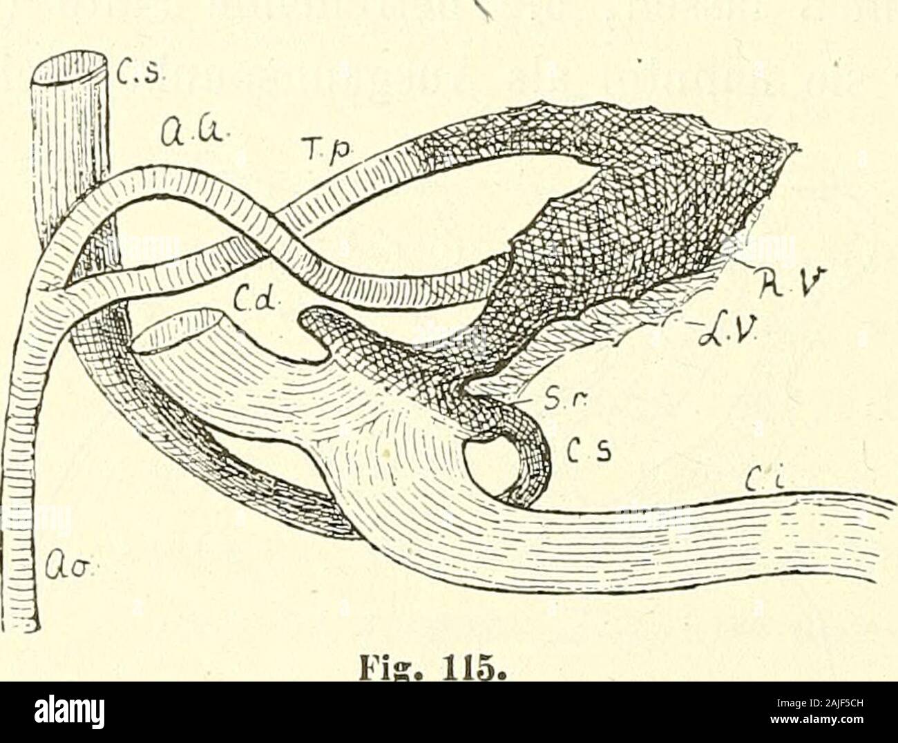 Herz zeichnung anatomie hi-res stock photography and images - Alamy