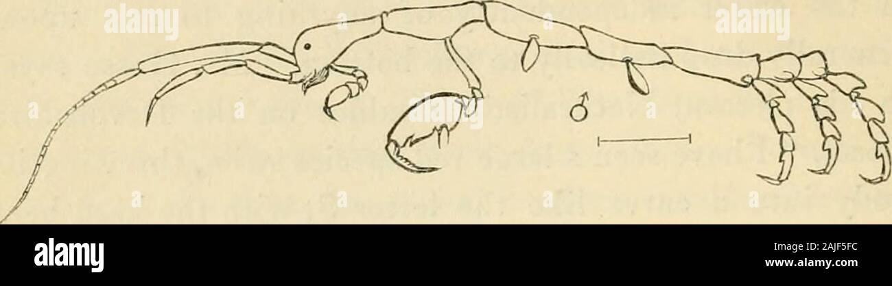 Genus caprella hi-res stock photography and images - Alamy