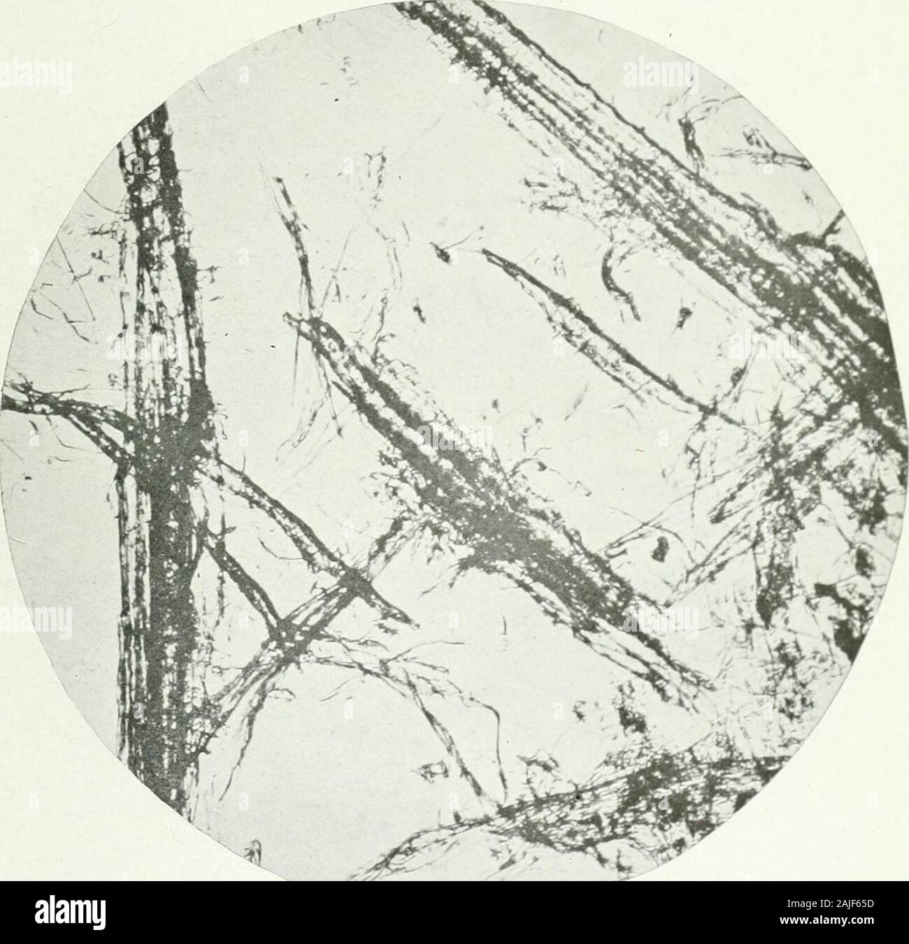 Chemistry of pulp and paper making . Plate 12 Red Spruce (Picea rubens ...