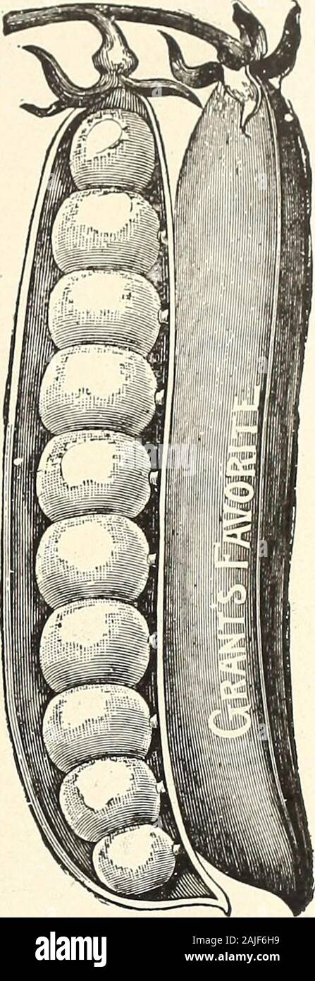 H.W Buckbee seed and plant guide : 1905 . ABUNDANCE.. One of thehence ...