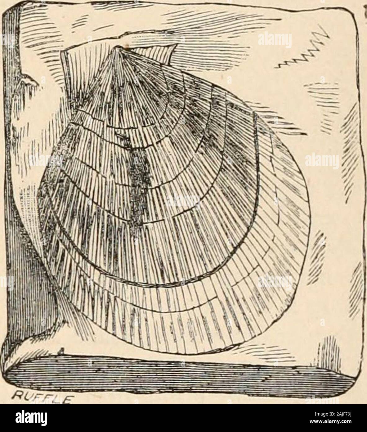 Pecten fossil hi-res stock photography and images - Alamy