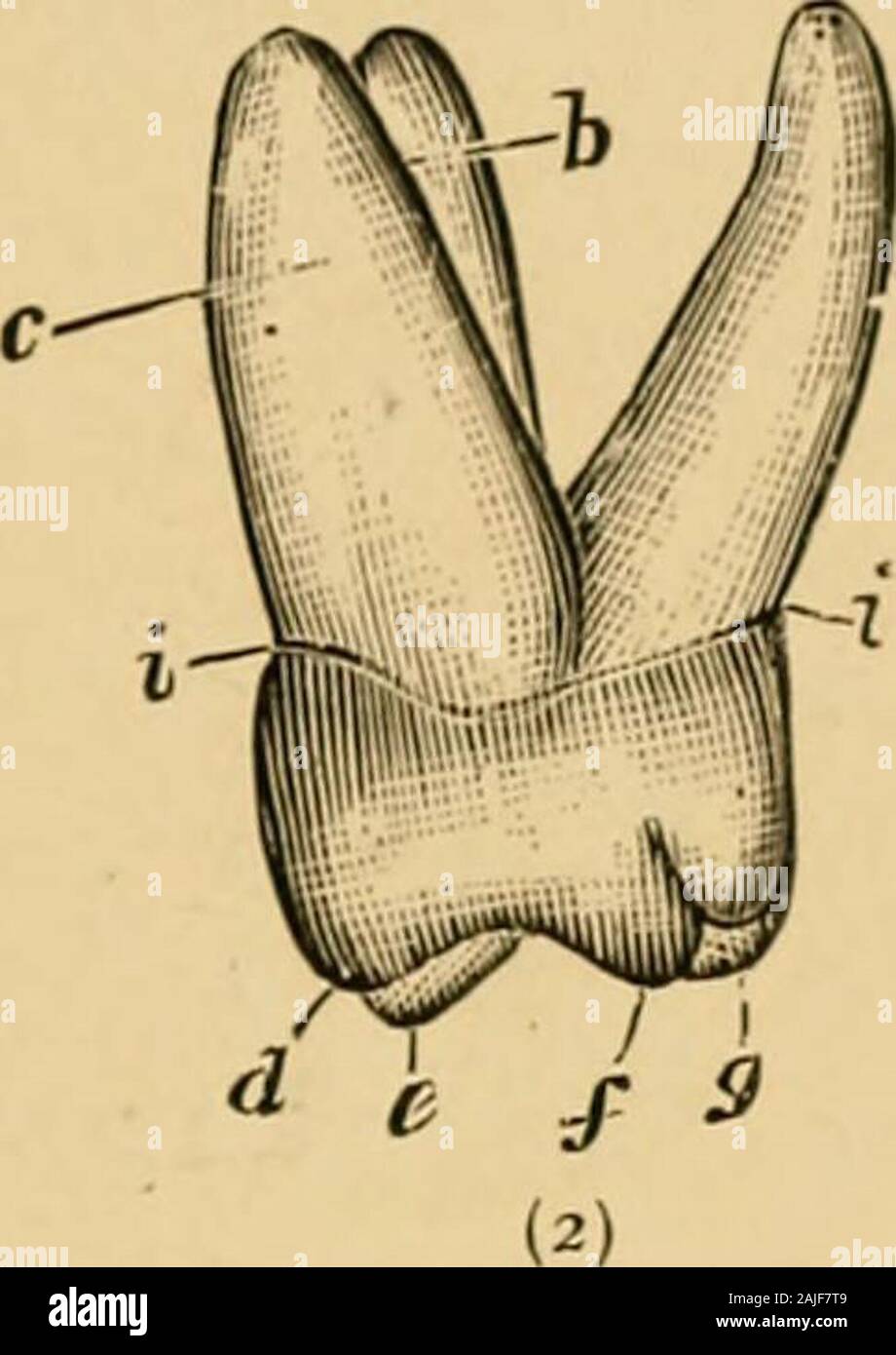 On extraction, with notes on the anatomy and physiology, of the teeth ...