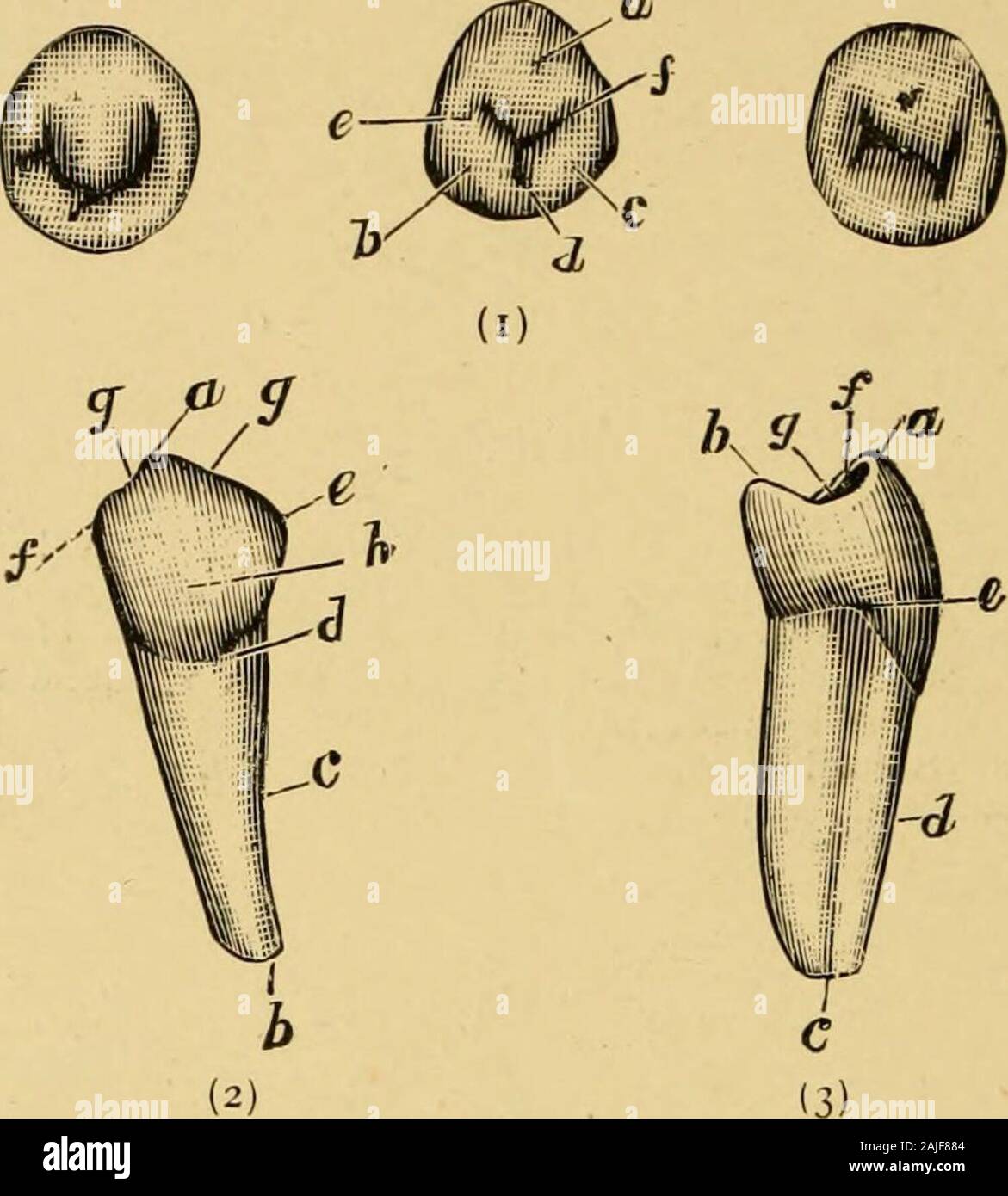 On extraction, with notes on the anatomy and physiology, of the teeth ...