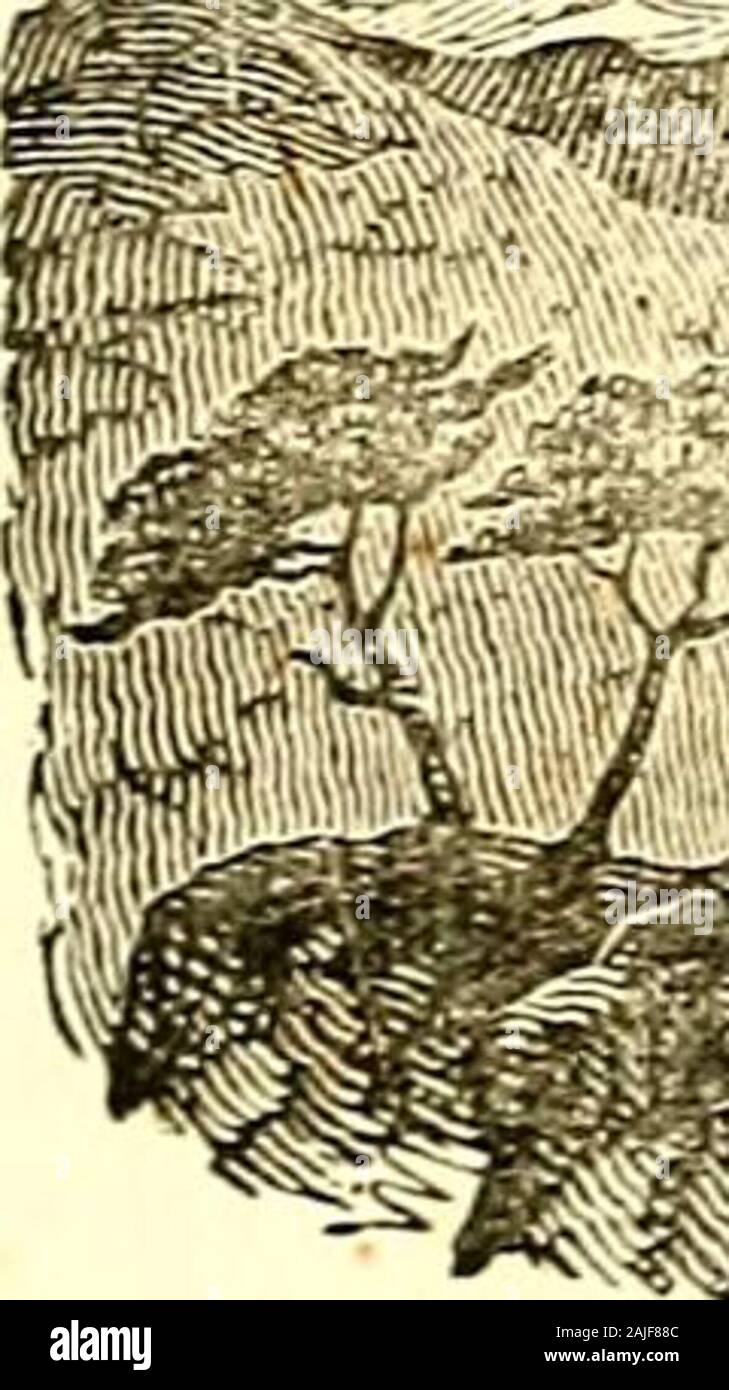 Peter Parley's common school history Illustrated by engravings Stock ...