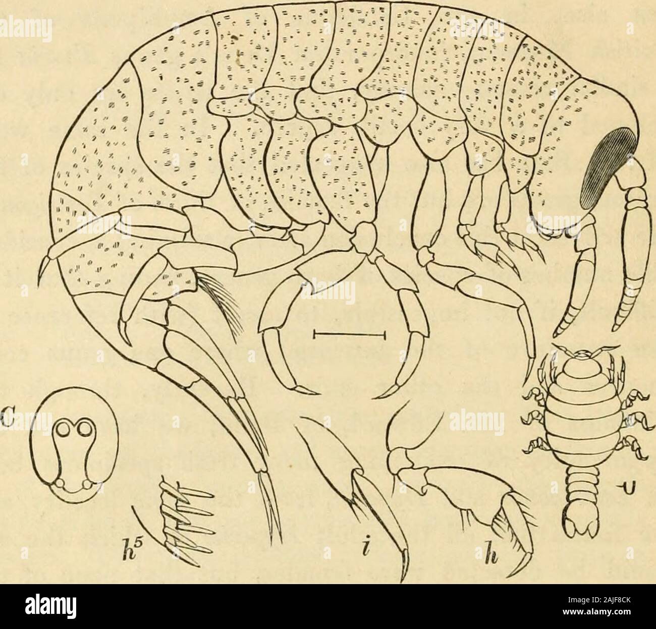 A history of the British sessile-eyed Crustacea . infero-anterior angle ...