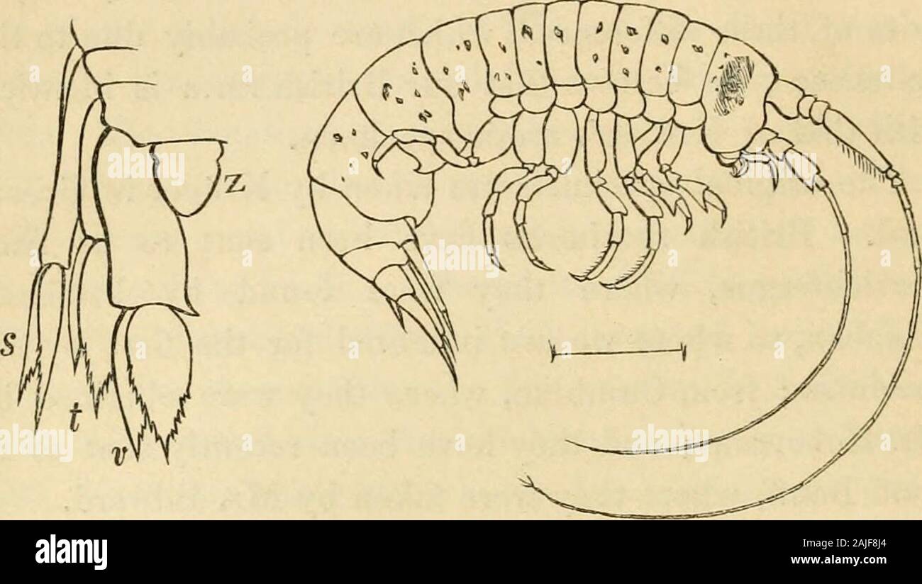 Sessile eyed crustacea hi-res stock photography and images - Alamy
