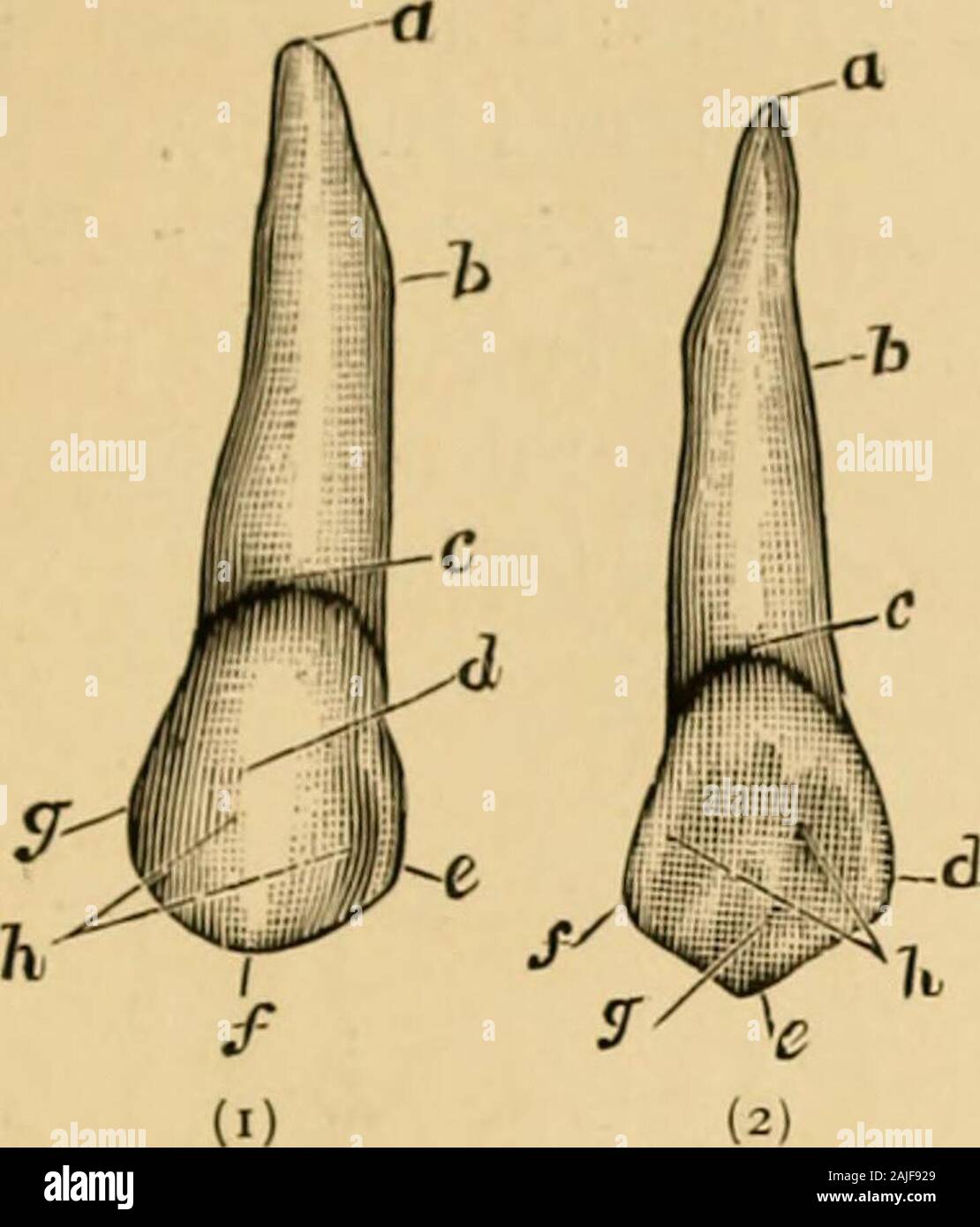 On extraction, with notes on the anatomy and physiology, of the teeth ...