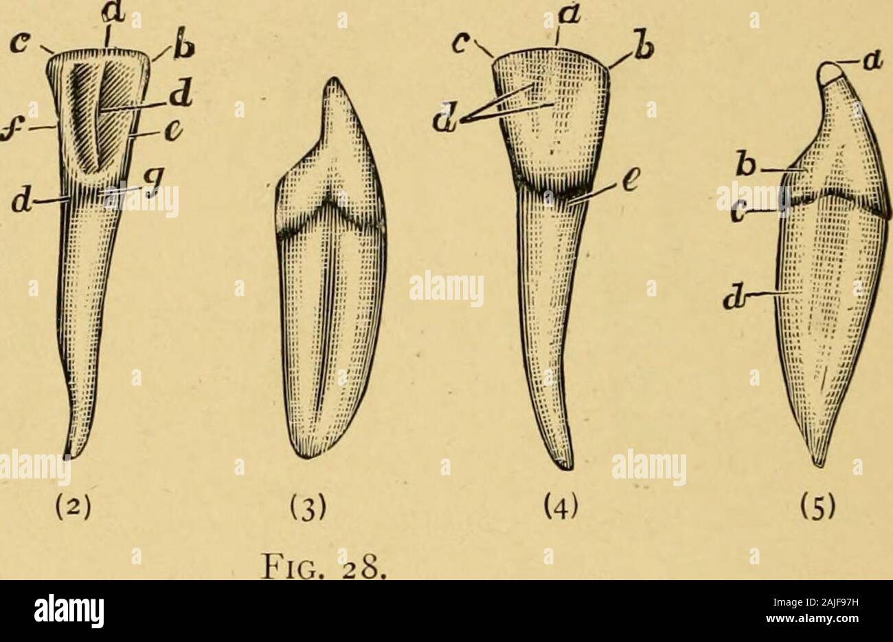 Linguo hi-res stock photography and images - Alamy