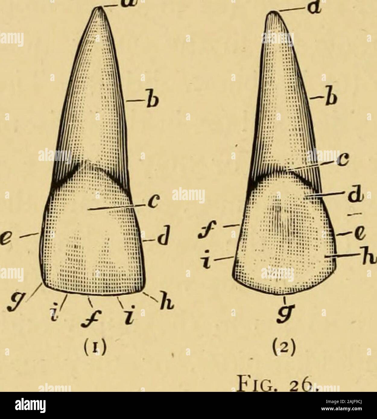 On extraction, with notes on the anatomy and physiology, of the teeth ...