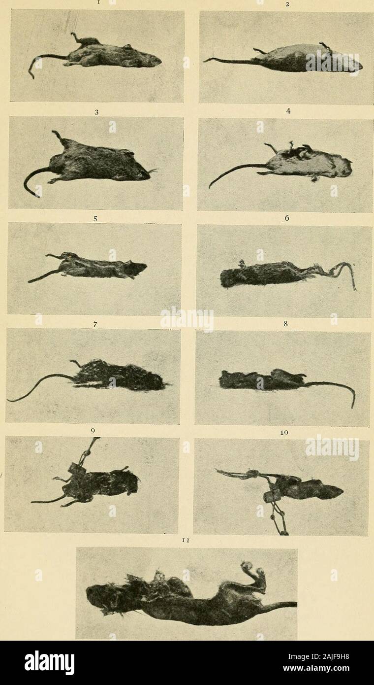 Rat proofing hi-res stock photography and images - Alamy