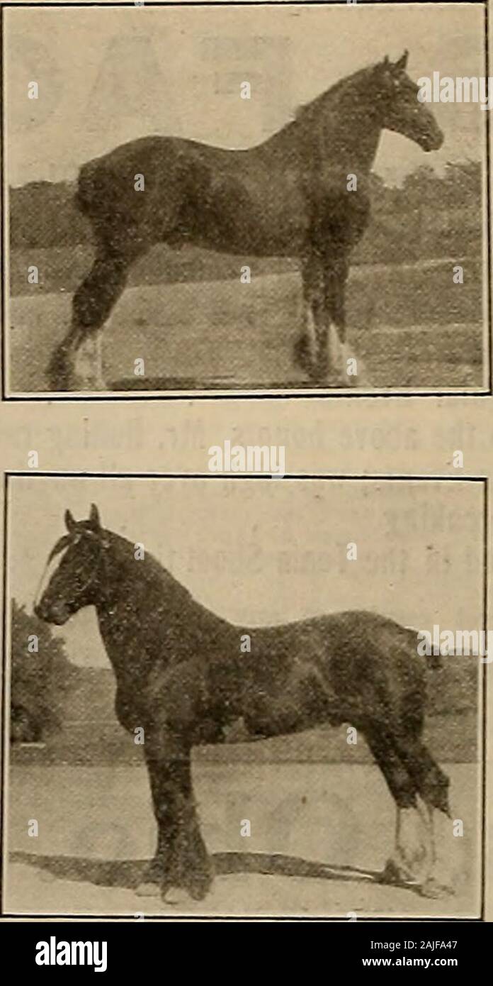 Breeding certificate hi-res stock photography and images - Alamy