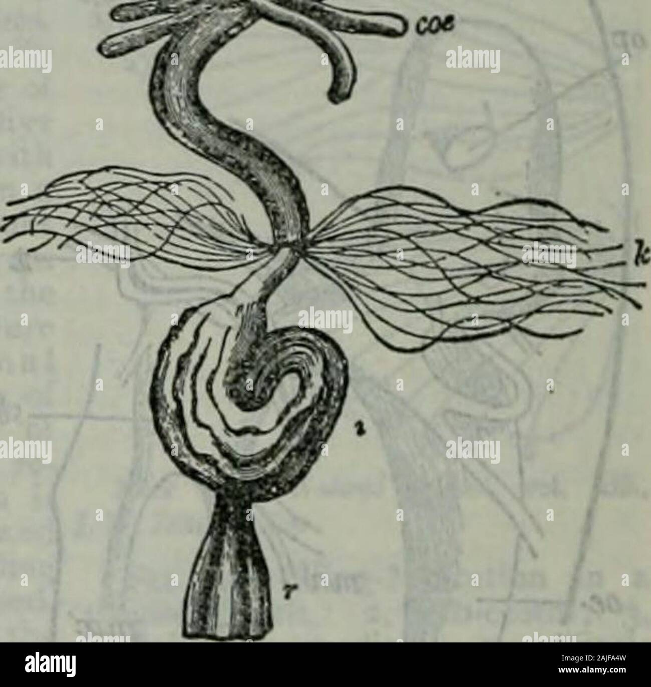 The encyclopædia britannica; a dictionary of arts, sciences, literature ...