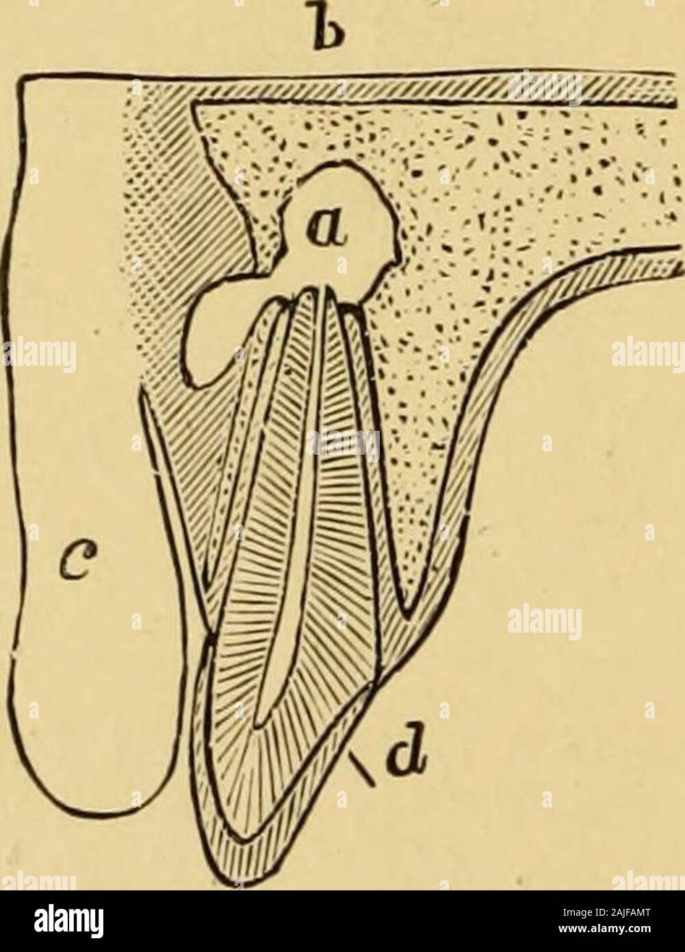 On extraction, with notes on the anatomy and physiology, of the teeth ...