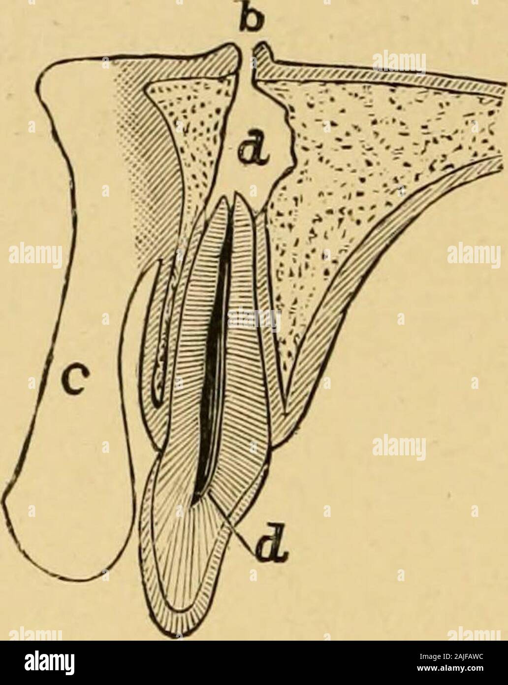 On extraction, with notes on the anatomy and physiology, of the teeth ...