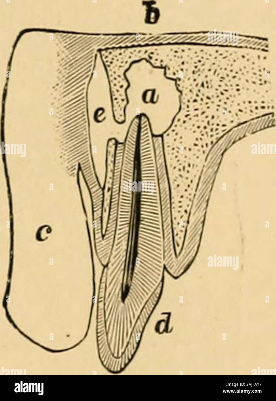On extraction, with notes on the anatomy and physiology, of the teeth ...