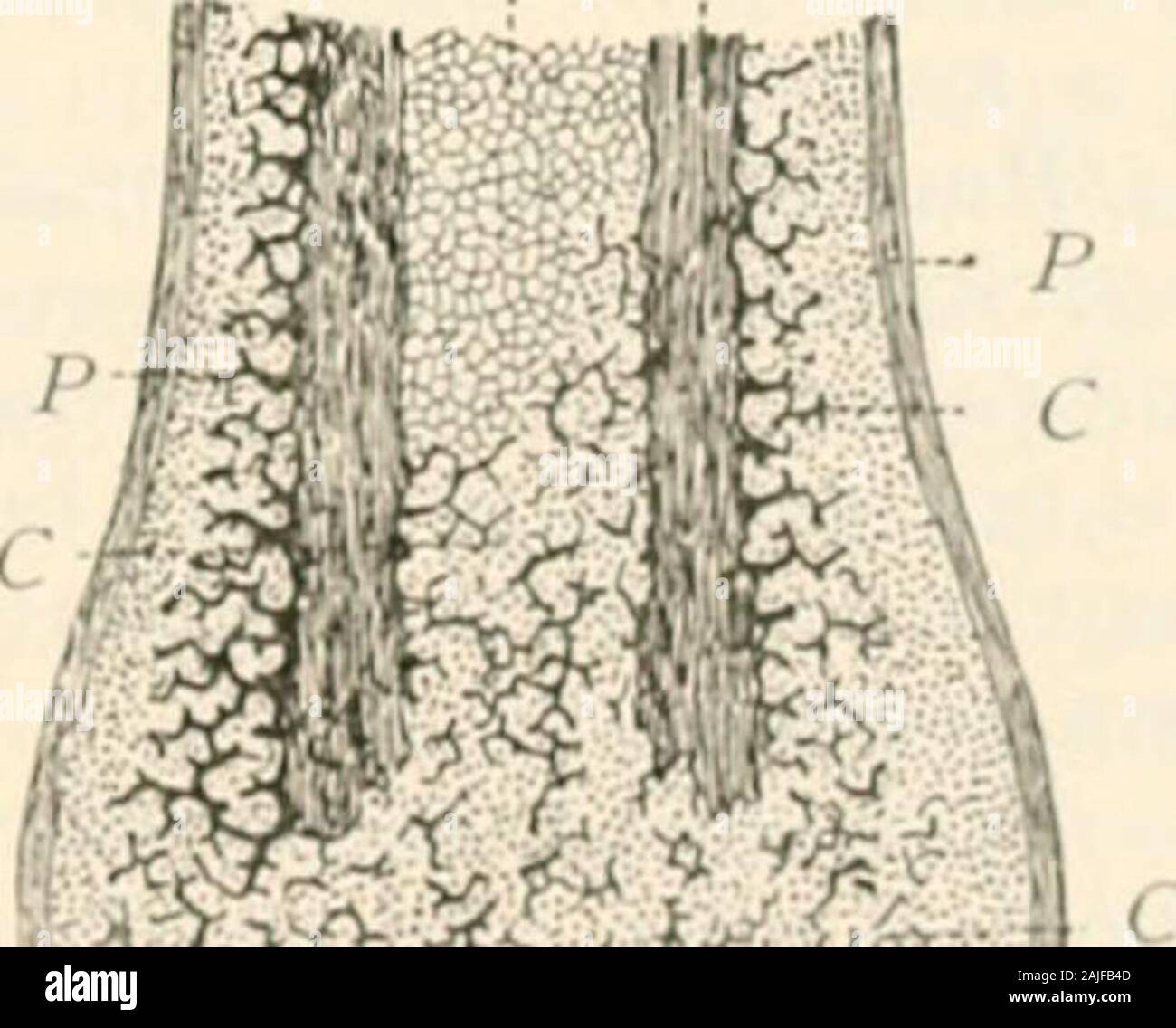 Medullary Cavity High Resolution Stock Photography and Images - Alamy